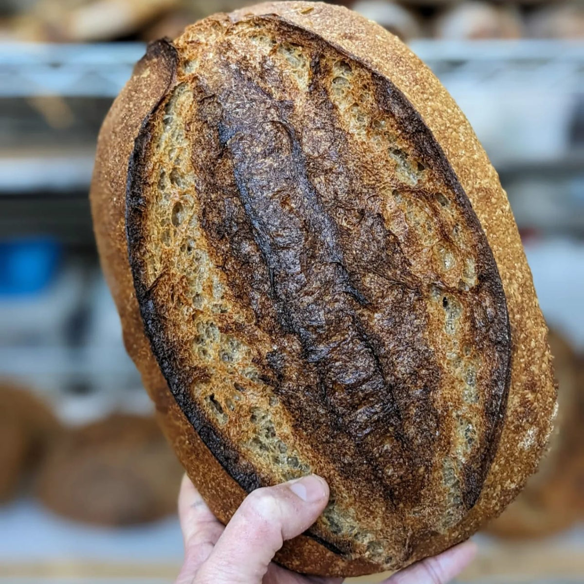 Friday Collections – Heyl Bakery